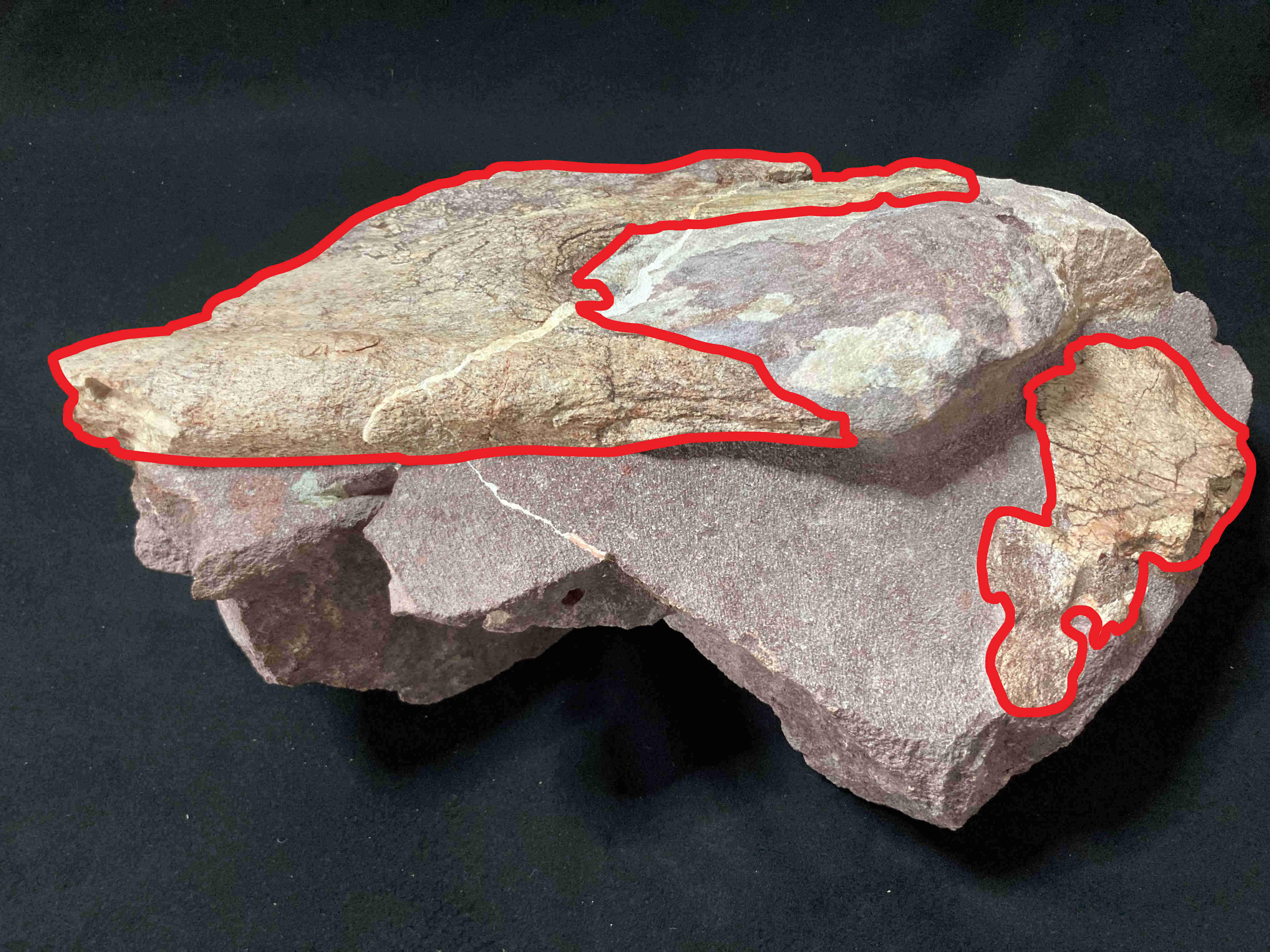 Antiquities and Monuments Office - Dinosaur Bone Fossils (911)